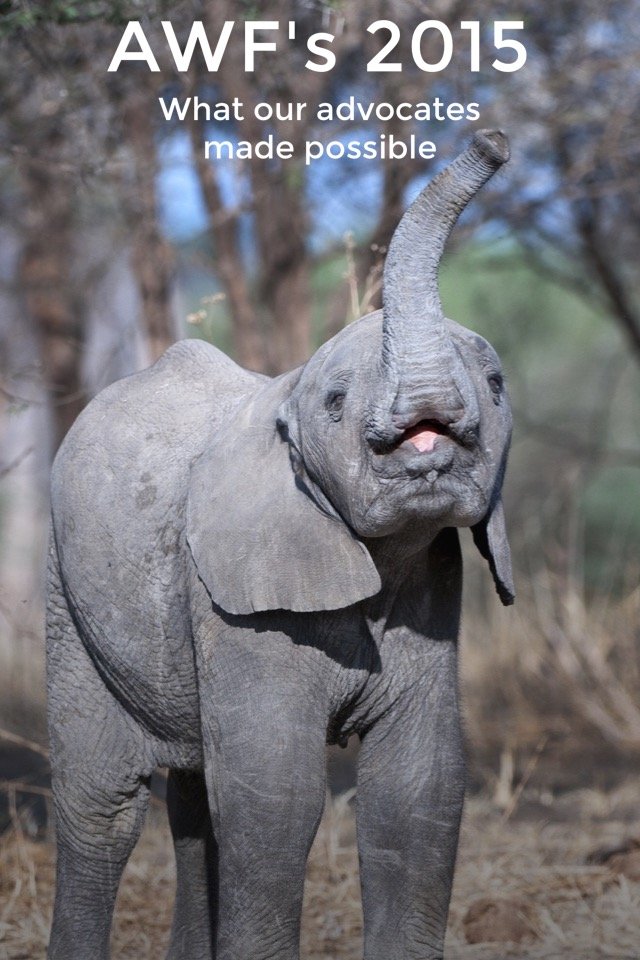 African Wildlife Foundation (@AWF_Official) on Steller