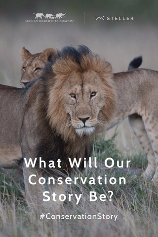 African Wildlife Foundation (@AWF_Official) on Steller