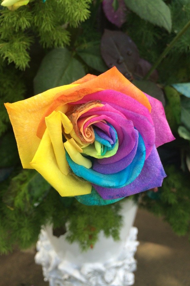 The Most Beautiful Rainbow Flower In The World