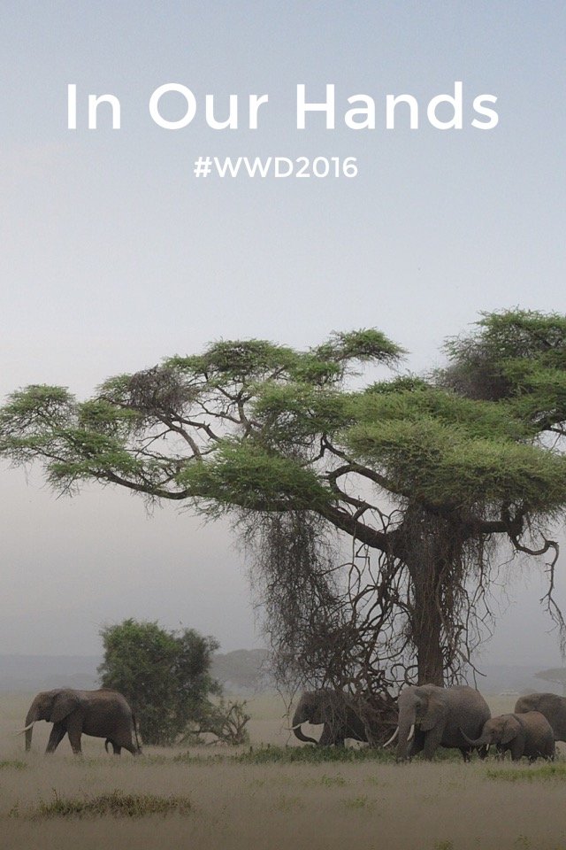 African Wildlife Foundation (@AWF_Official) on Steller